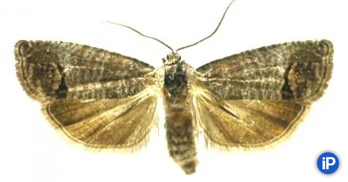 Кто такая Cydia и где она живет?